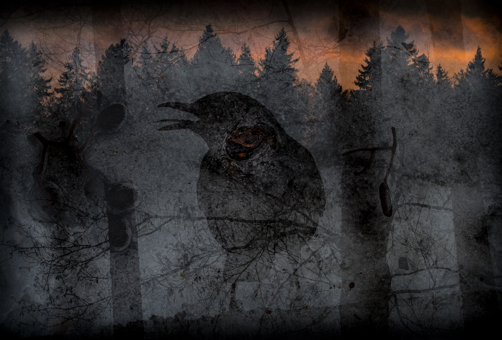 Luonnon taidetta -sarja - Kuusamo Nature Photo